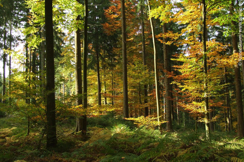 Land and forest real estate - SCHENCKS Immobilien